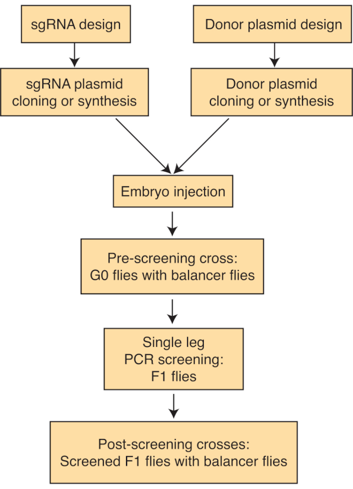 One-step CRISPR-based Strategy for Endogenous Gene Tagging in ...