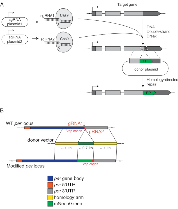 One-step CRISPR-based Strategy for Endogenous Gene Tagging in ...