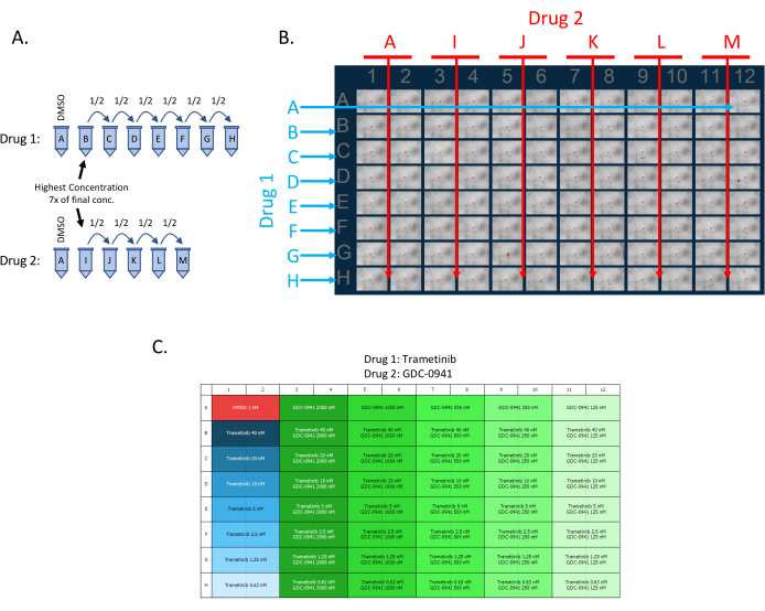 Spheroid Drug Sensitivity Screening in Glioma Stem Cell Lines | Text Page