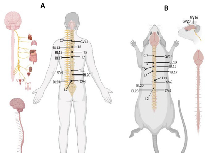 Enhancing the Development and Growth of Infant Cerebral Palsy Rats ...