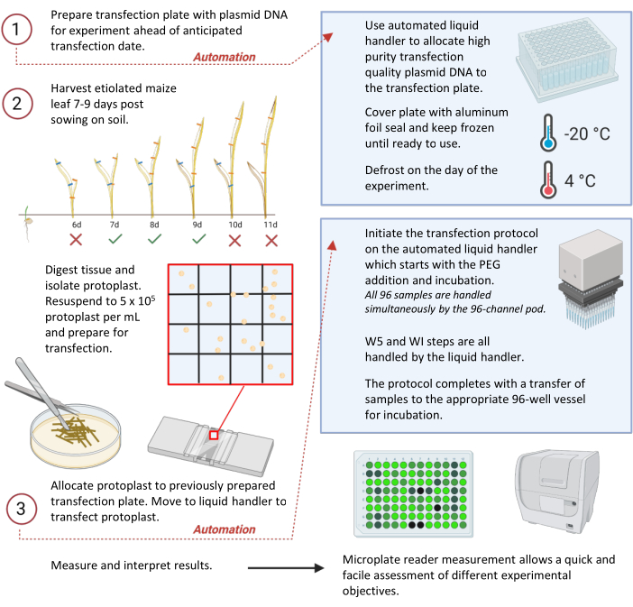 Enabling High-throughput Transgene Expression Studies Using Automated ...