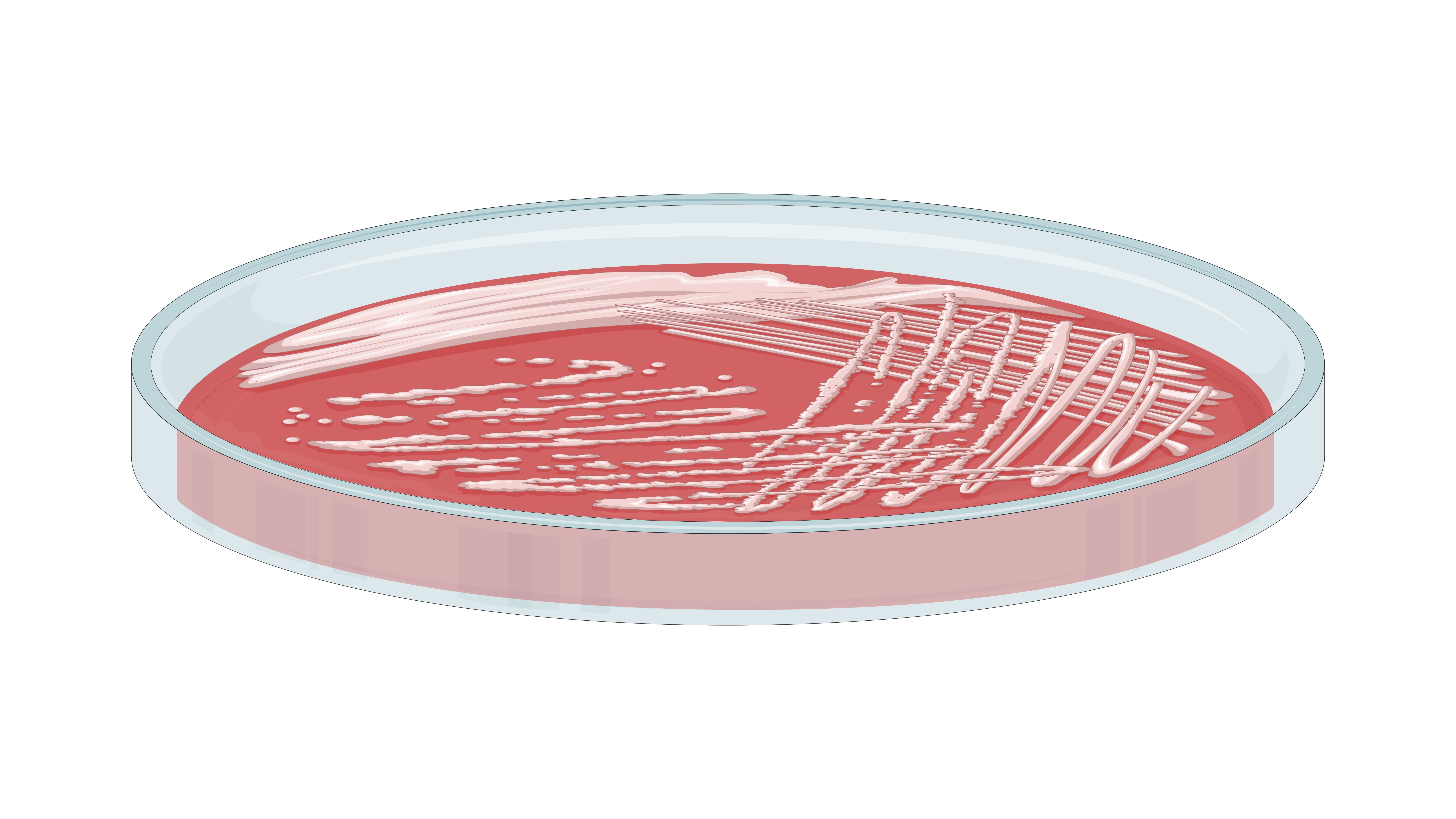 Bacterial Growth and Techniques – JoVE
