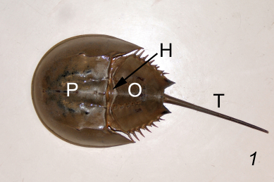 Blood Collection from the American Horseshoe Crab, Limulus Polyphemus ...