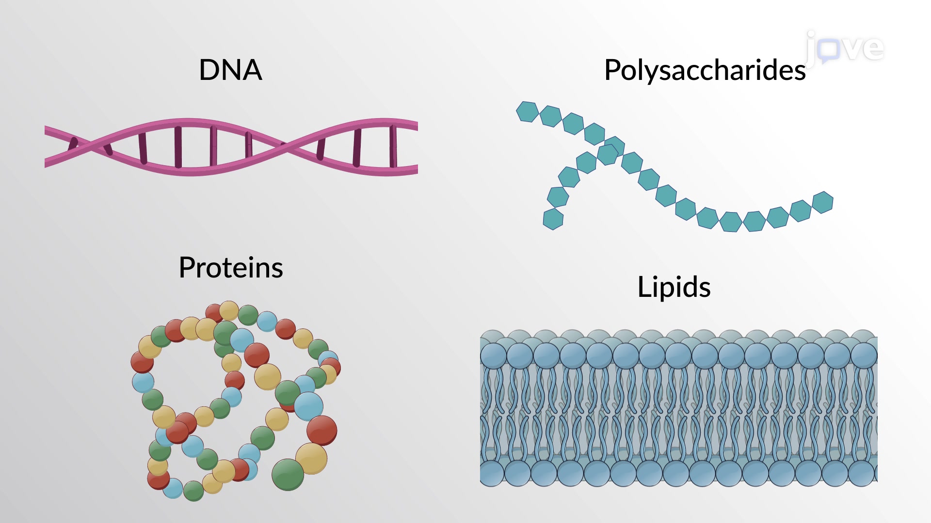 Molecules of Life