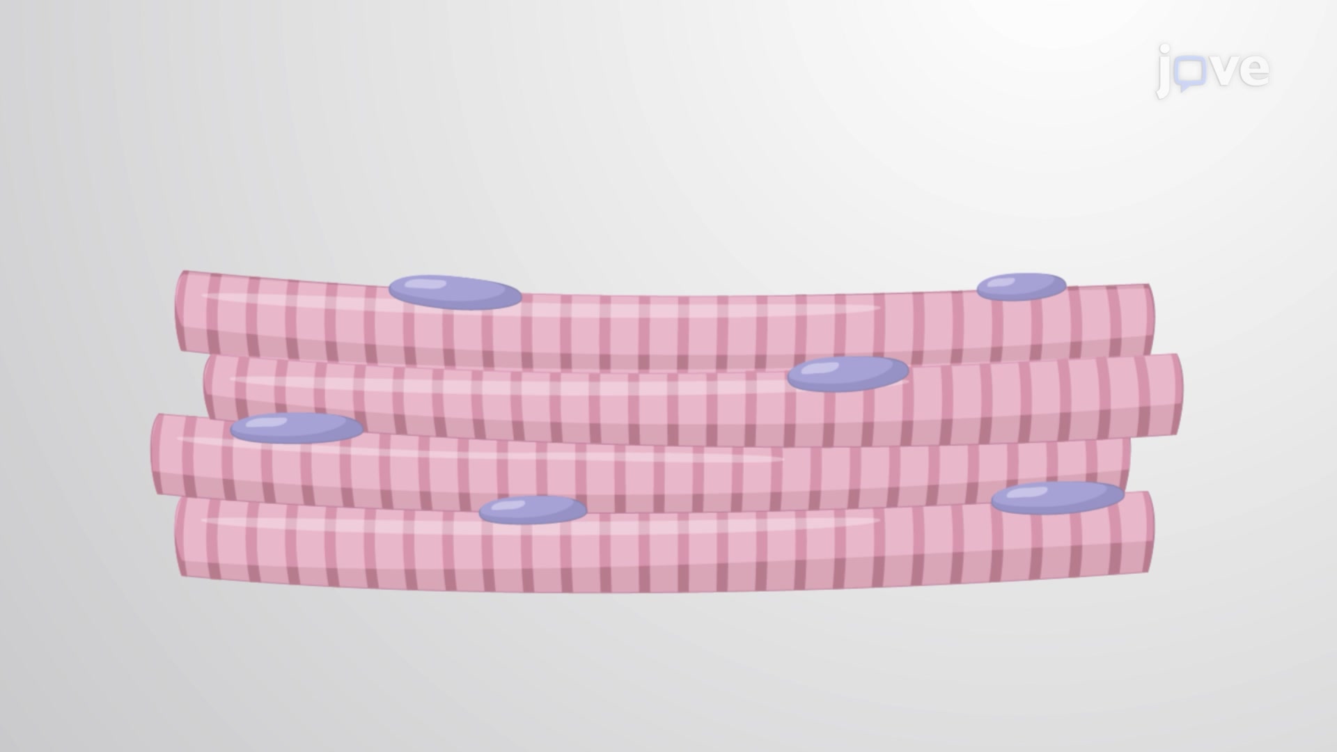 Overview Of Skeletal Muscle Concept Cell Biology JoVe