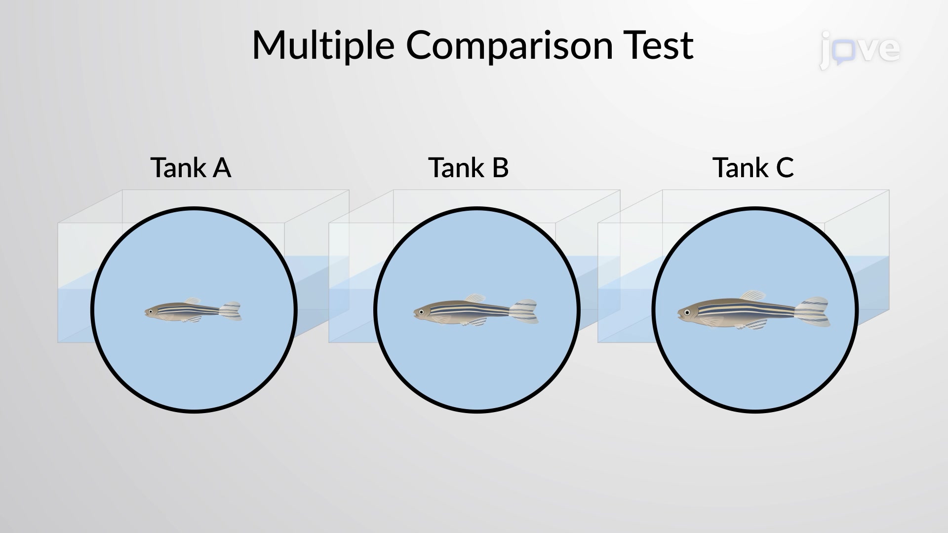 Multiple Comparison Tests Concept Statistics JoVe
