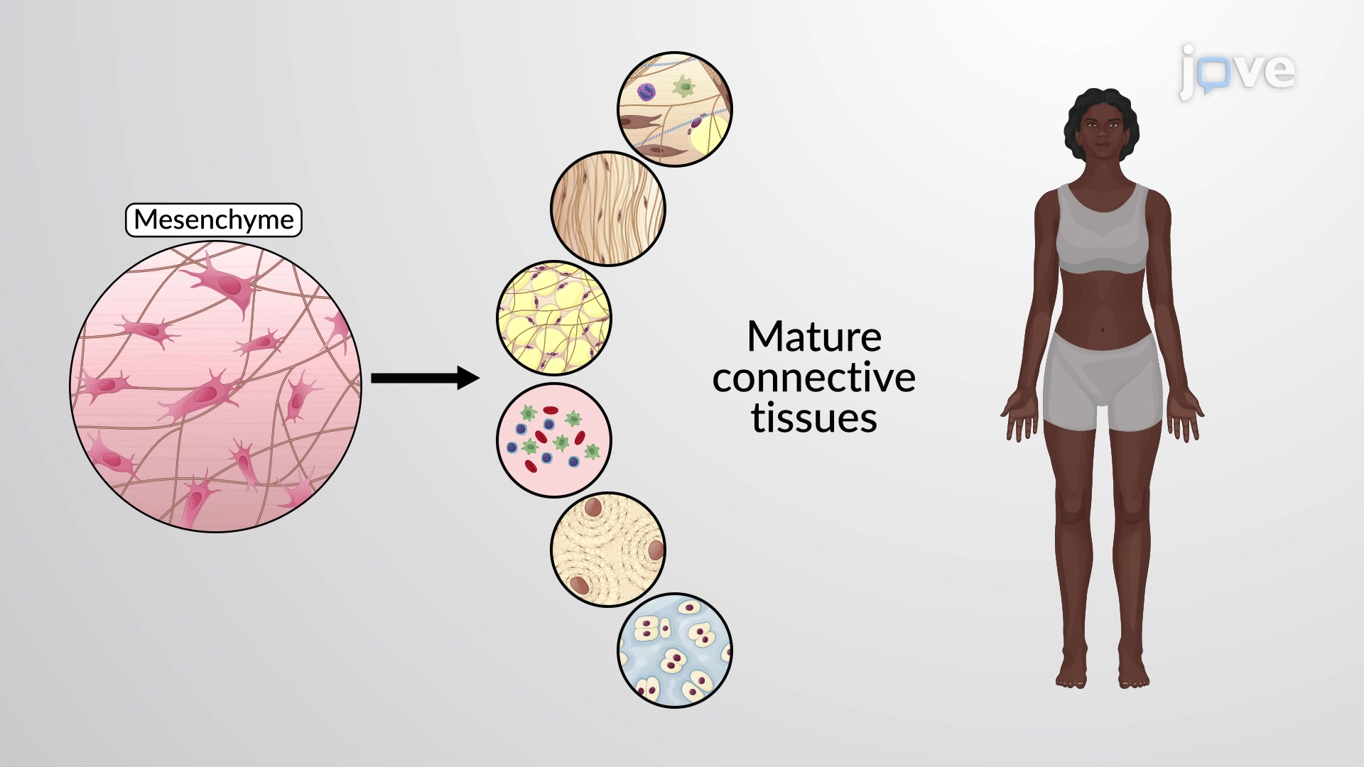 Classification Of Connective Tissues Anatomy And Physiology JoVe
