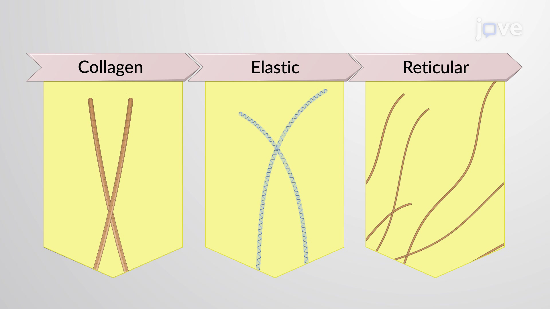 Connective Tissue Fibers And Ground Substance Anatomy And Physiology