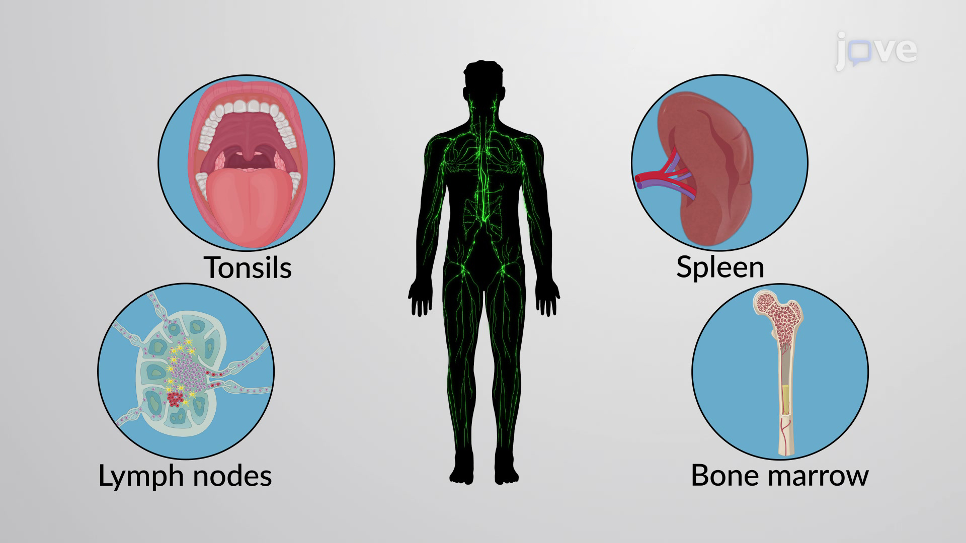 Loose Connective Tissue Anatomy And Physiology JoVe