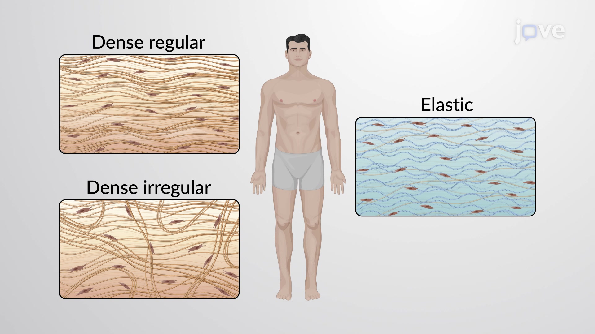 Dense Connective Tissue Anatomy And Physiology JoVe
