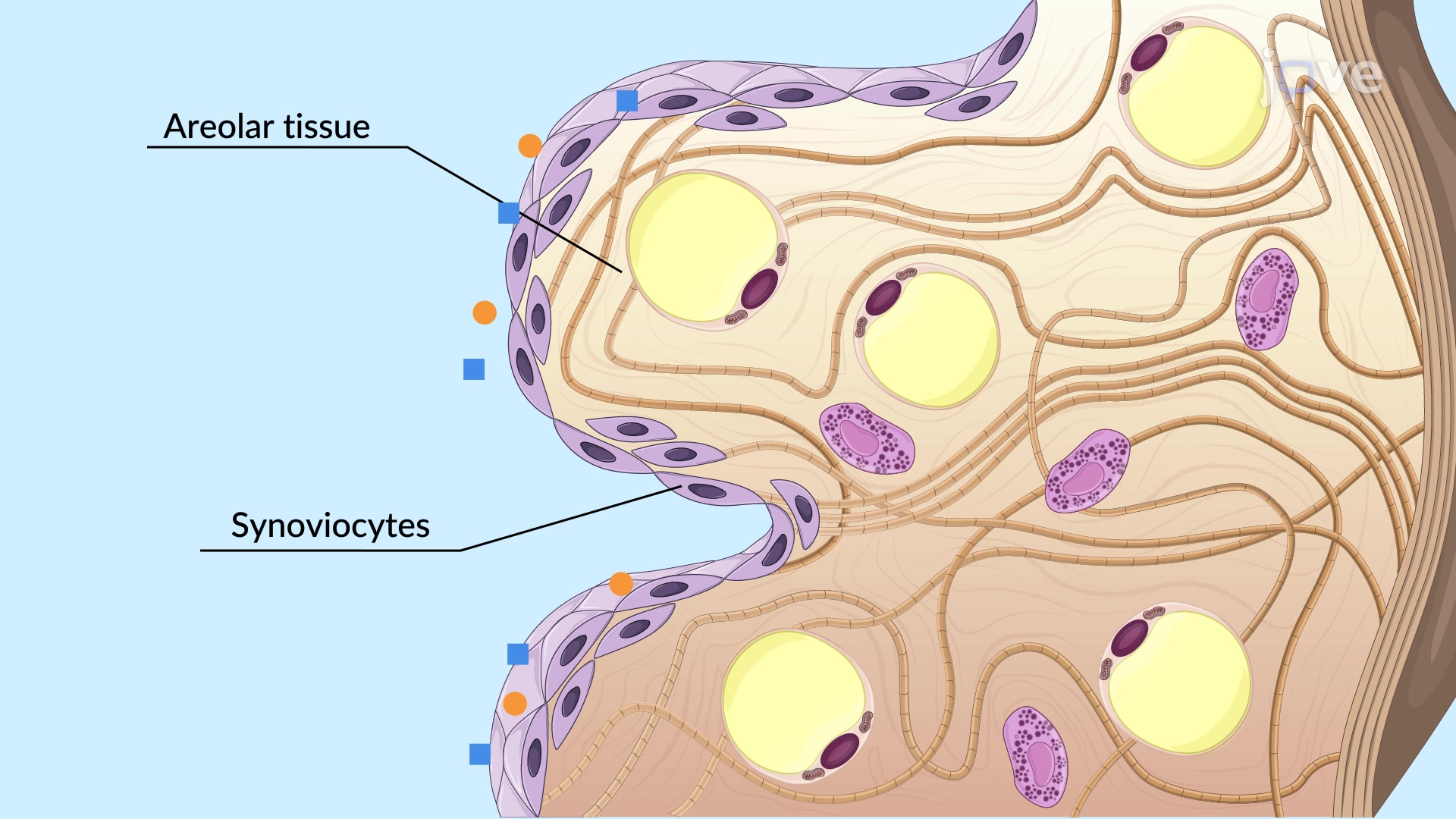 Tissue Membranes Concept Anatomy And Physiology JoVe