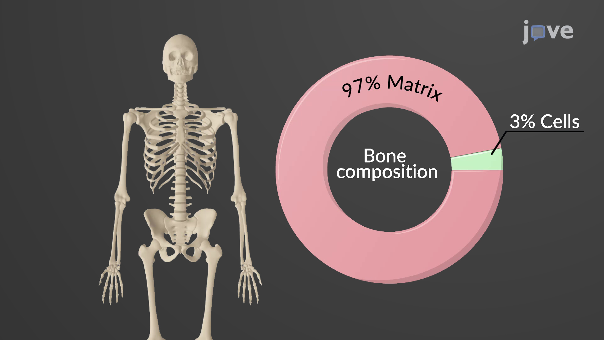 The Bone Matrix Anatomy And Physiology JoVe