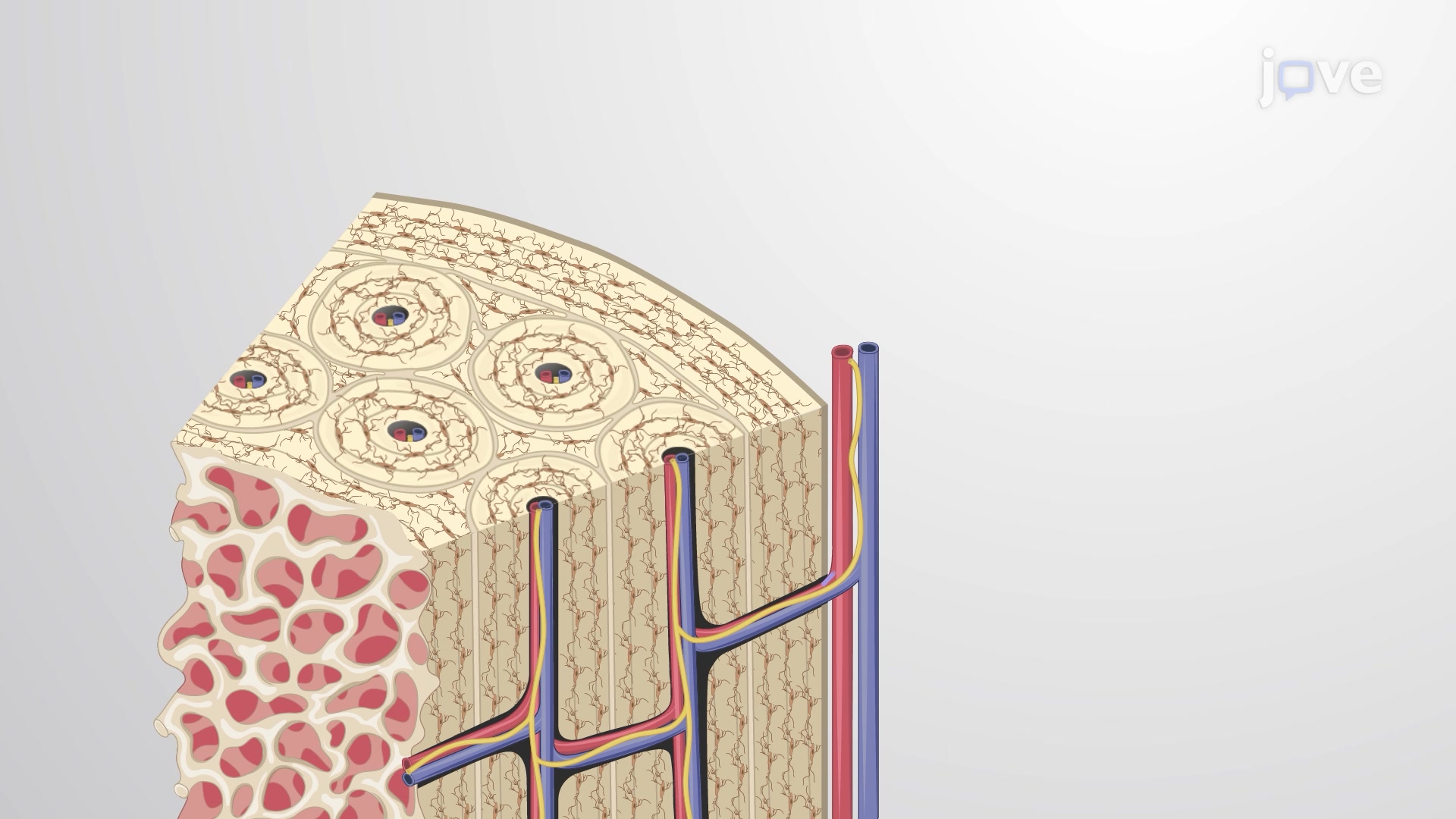Compact Bone Concept Anatomy And Physiology JoVe