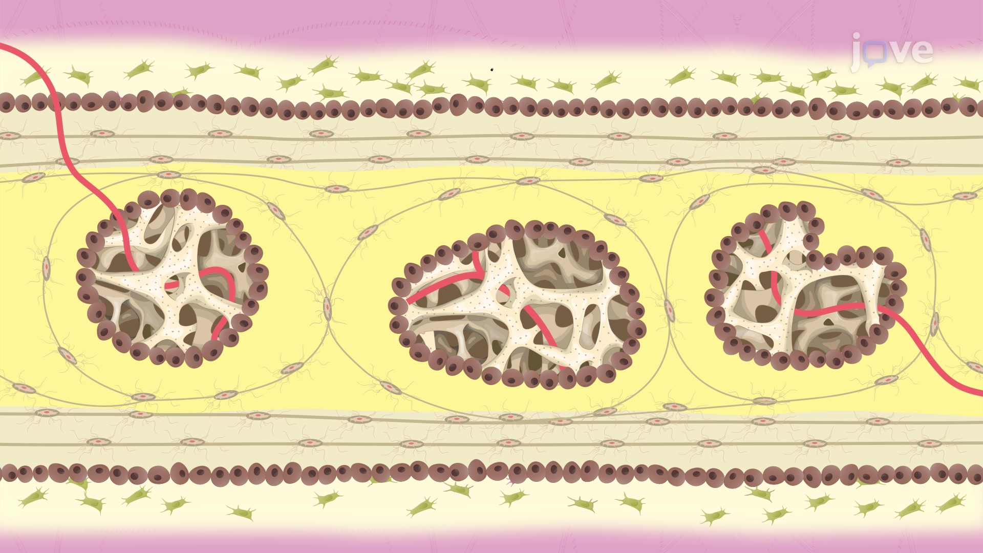 Skeletal System Bone Formation Intramembranous