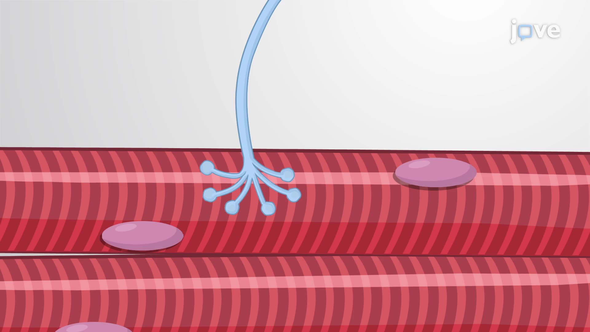 The Neuromuscular Junction Anatomy And Physiology JoVe