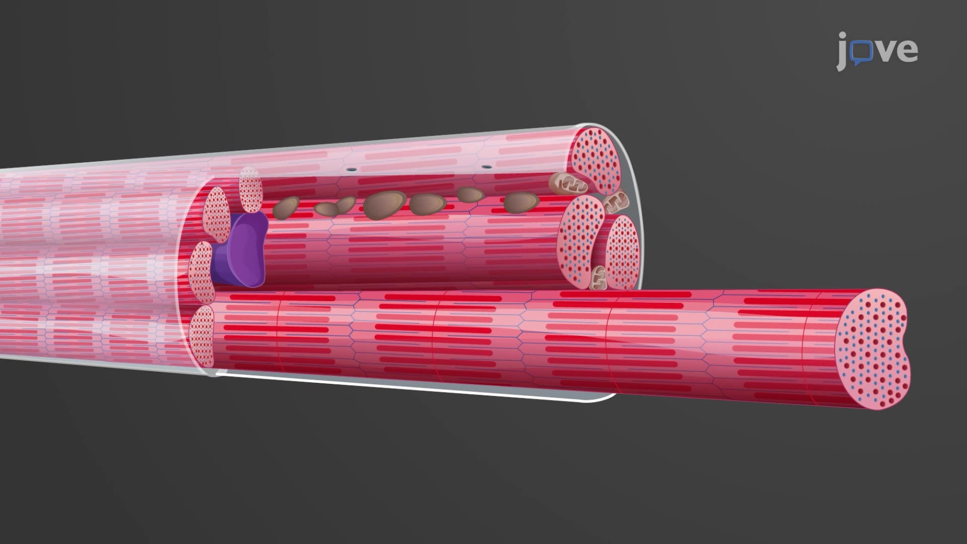 Structure Of Cardiac Muscles Anatomy And Physiology JoVe