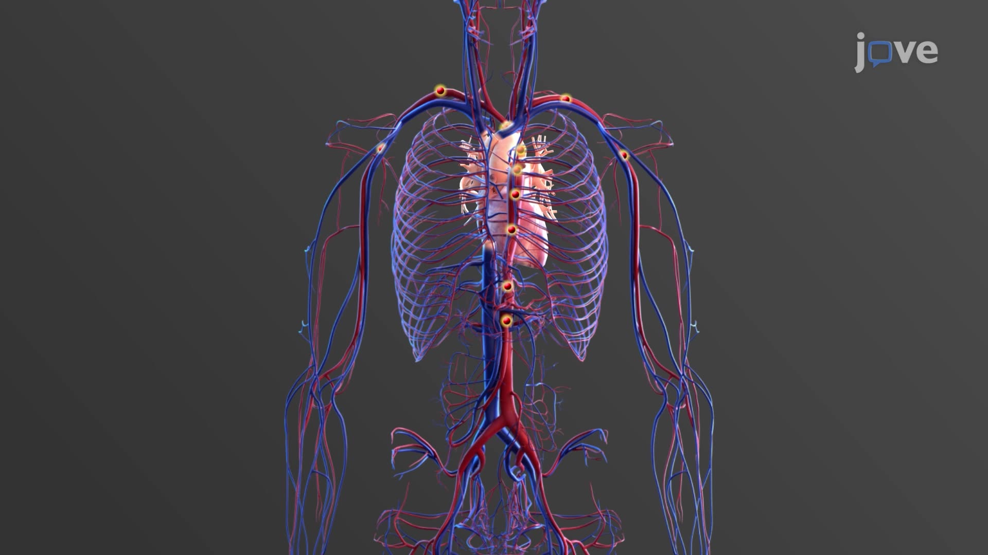 Specialized Characteristics Of Cardiac Muscles Anatomy And Physiology