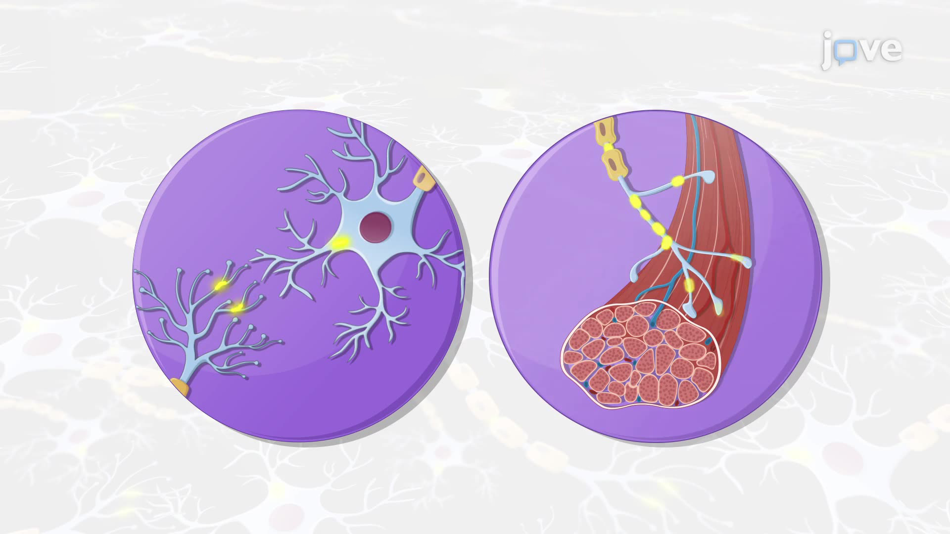 Overview Of Synapses Anatomy And Physiology JoVe