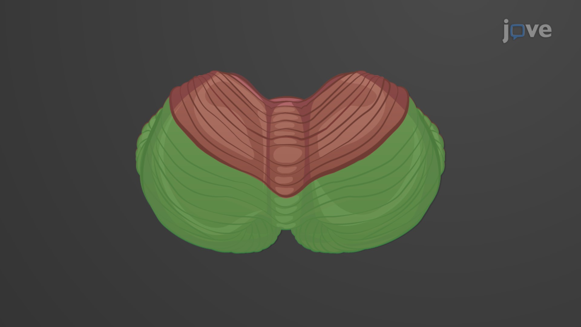 Cerebellum Anatomical Regions Anatomy And Physiology JoVe