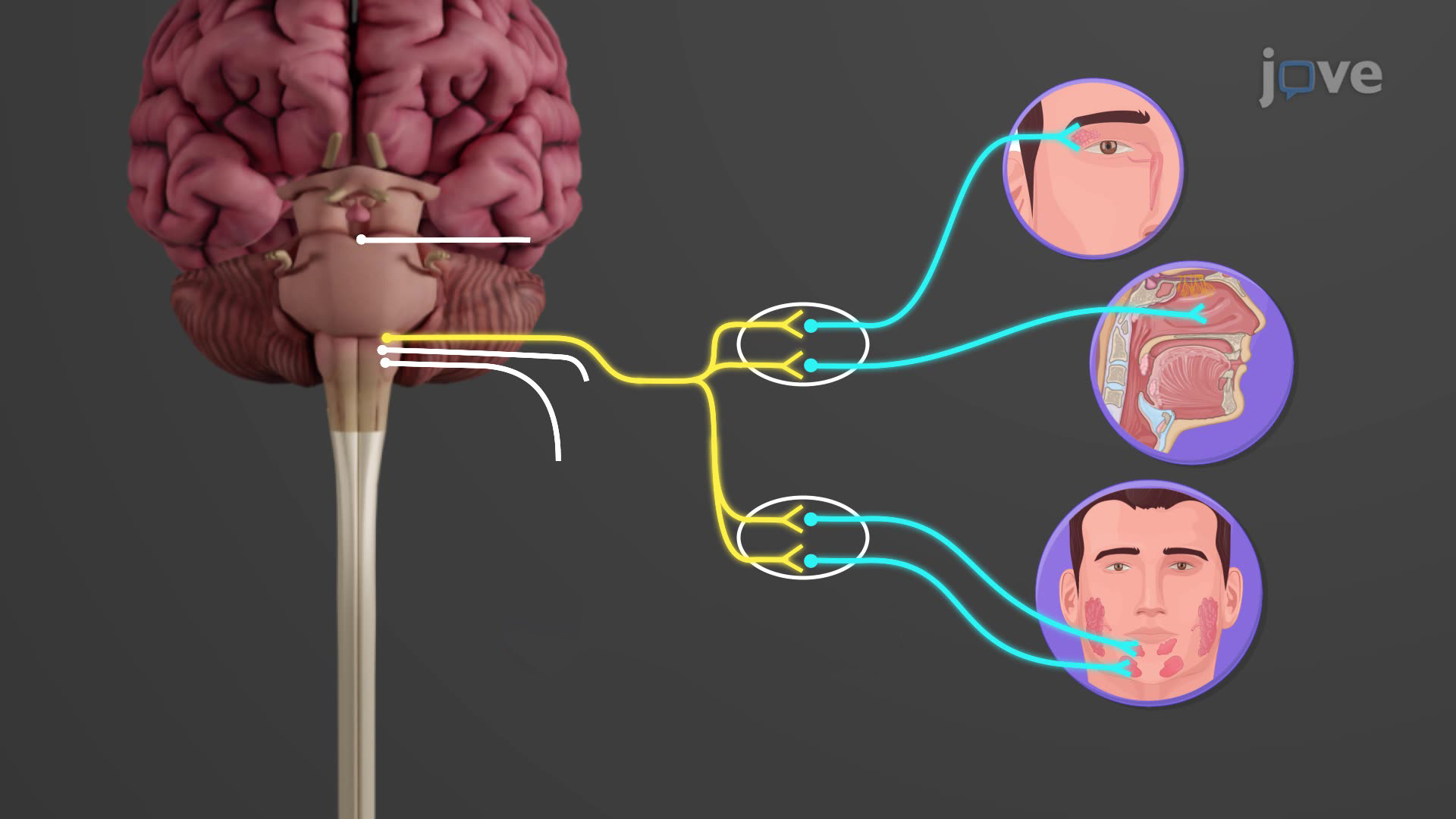 Cranial Part Of Parasympathetic Division Anatomy And Physiology JoVe