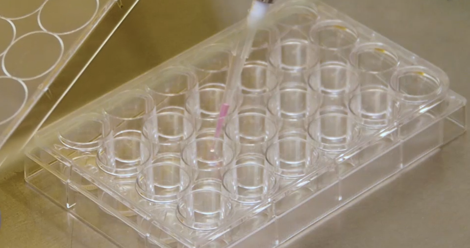 Jove Methods Collection Current Methods For 3d Cell Culture In Cancer Research