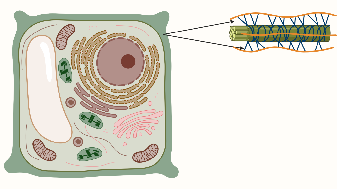 Structural Support Found In Plant Cell Walls at Melissa Frank blog