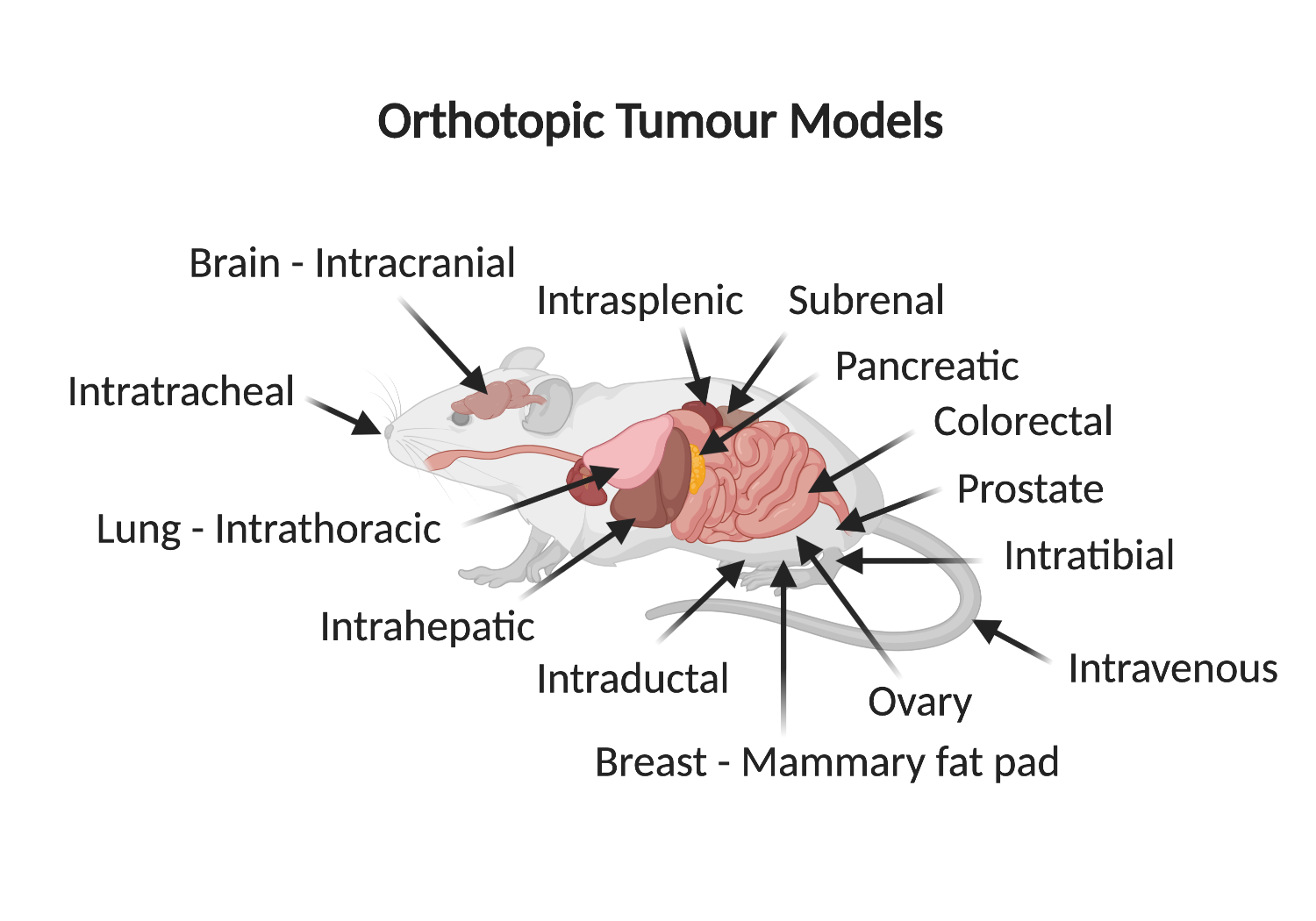 JoVE Methods Collection | Orthotopic Tumor Models