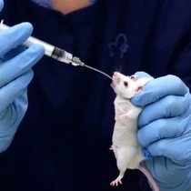 Guide To Oral Gavage For Mice And Rats, 52% OFF